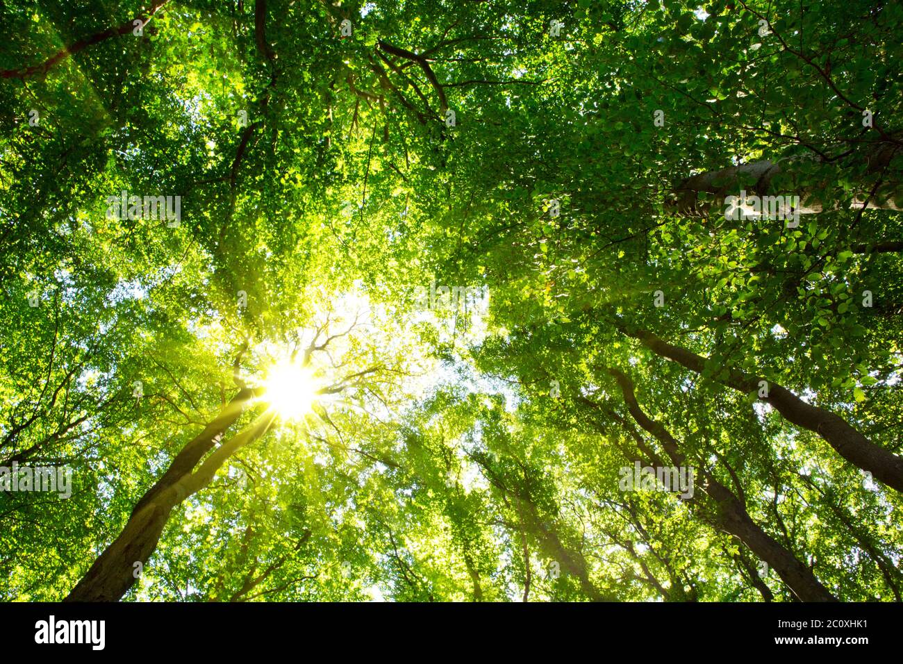 Sunlight though trees hi-res stock photography and images - Alamy