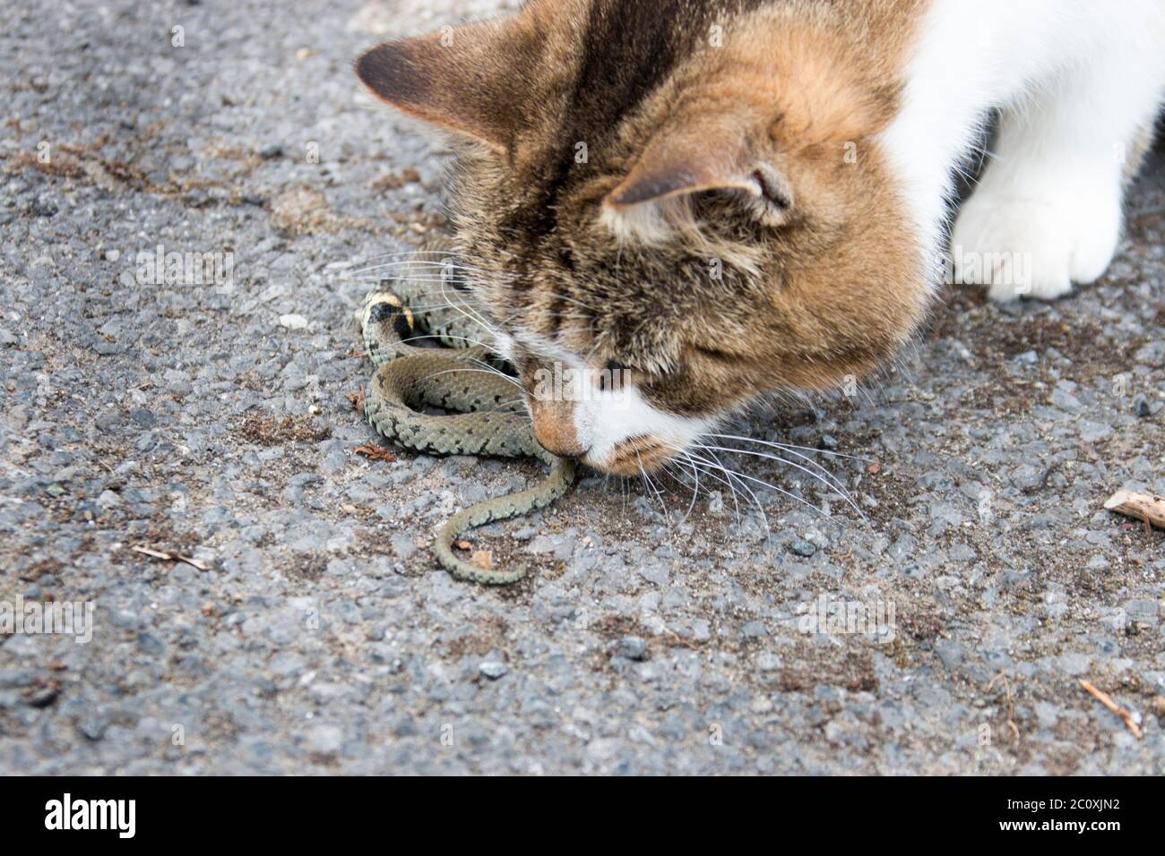 Venomous cat snake hi-res stock photography and images - Alamy