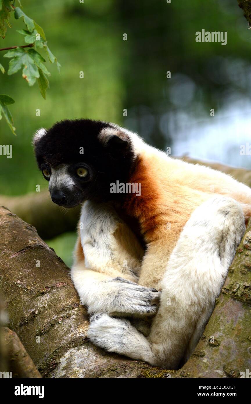 Small primates hi-res stock photography and images - Alamy