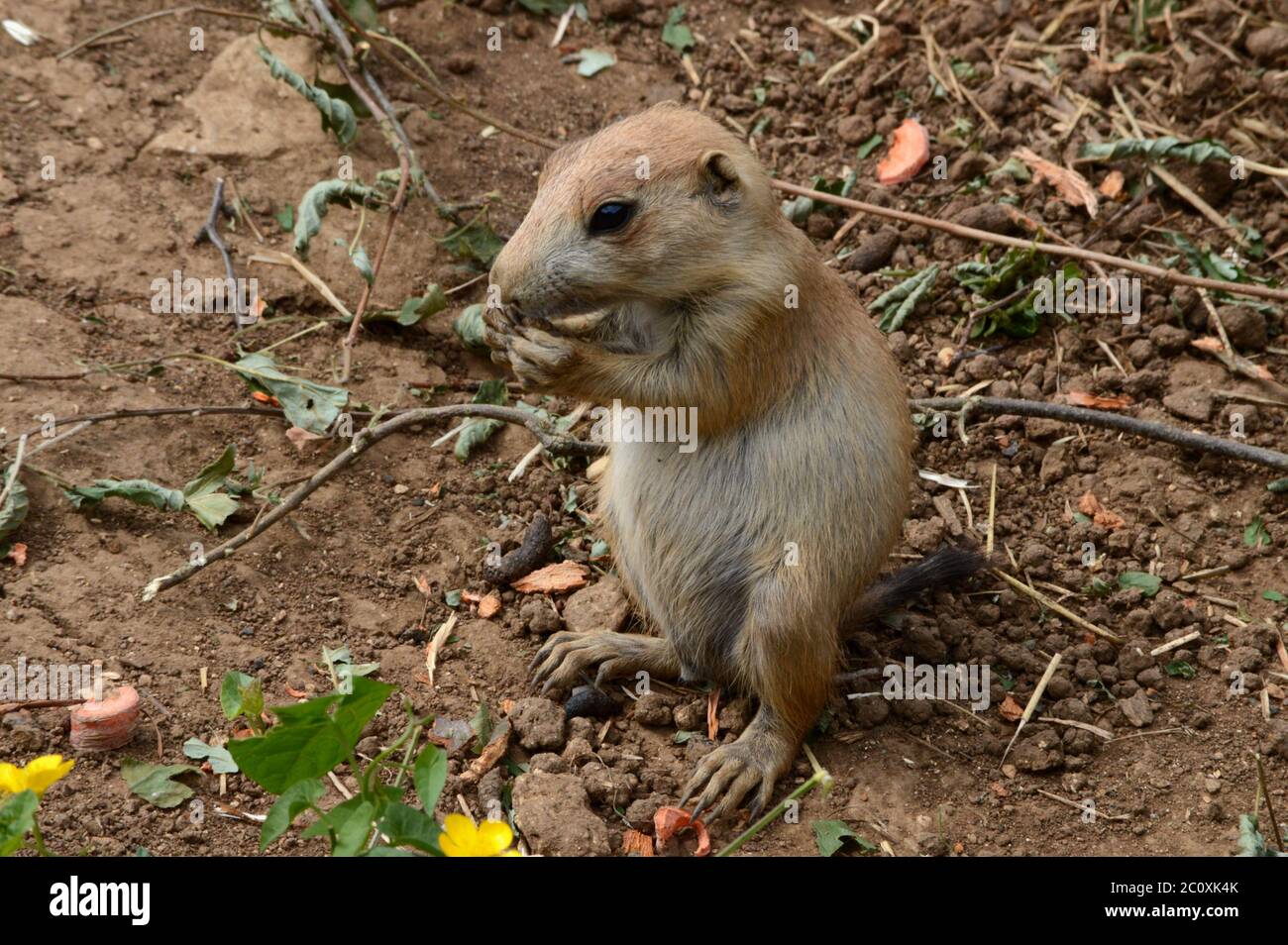 Prairie dog Eating Stock Photo - Alamy
