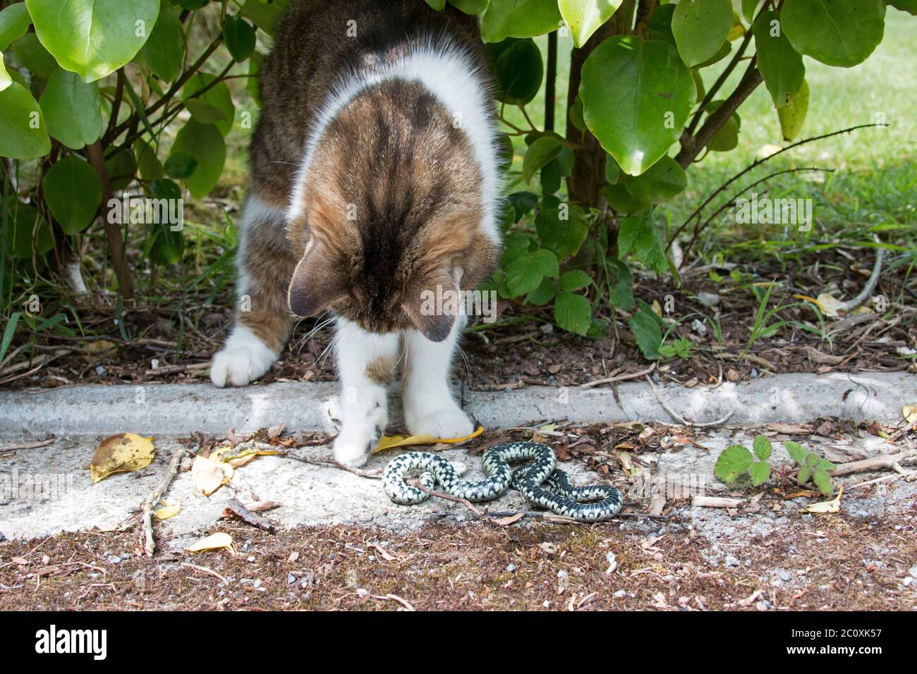 Venomous cat snake hi-res stock photography and images - Alamy