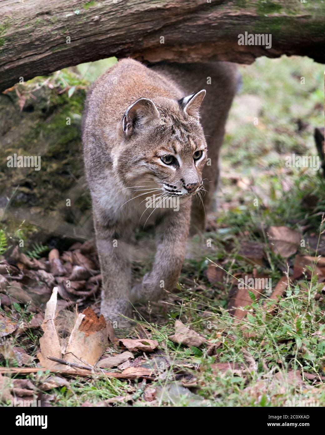 Bobcat close up walking under a log by its den showing its body, head ...