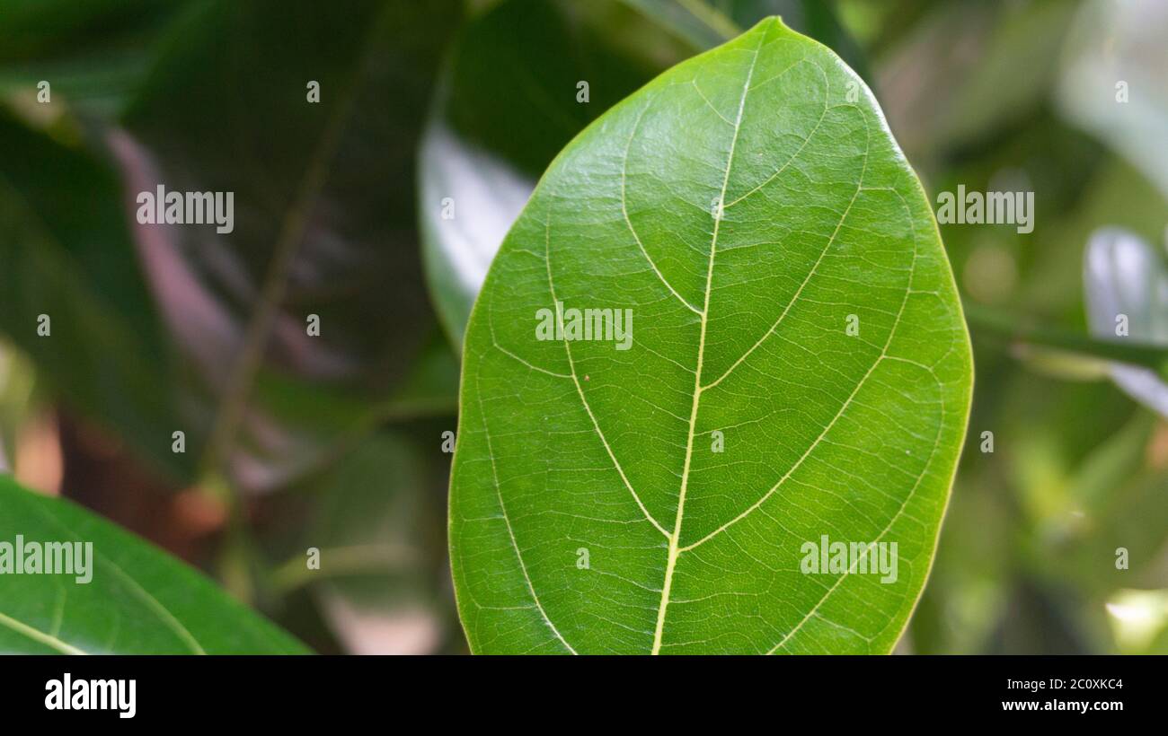 Green jackfruit leaves with a natural texture Stock Photo - Alamy