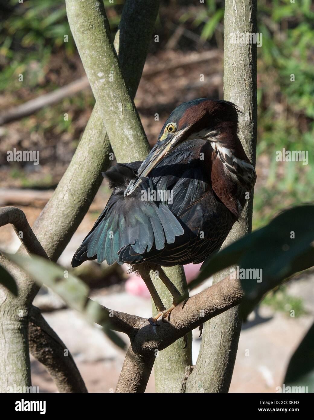 Bird feet branch hi-res stock photography and images - Alamy