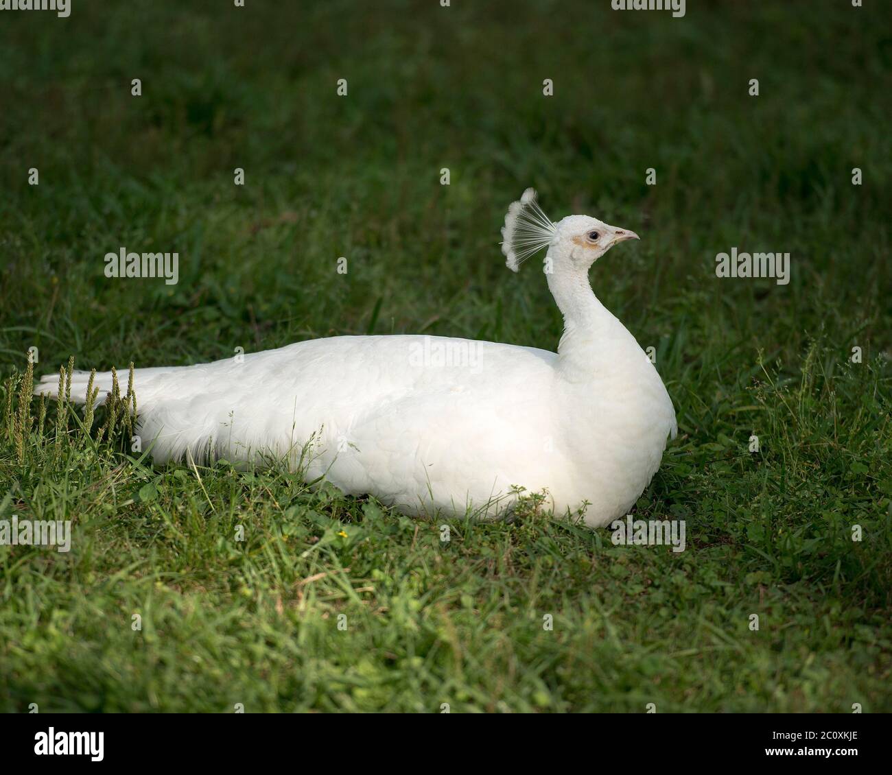 White pheasant bird hi-res stock photography and images - Alamy