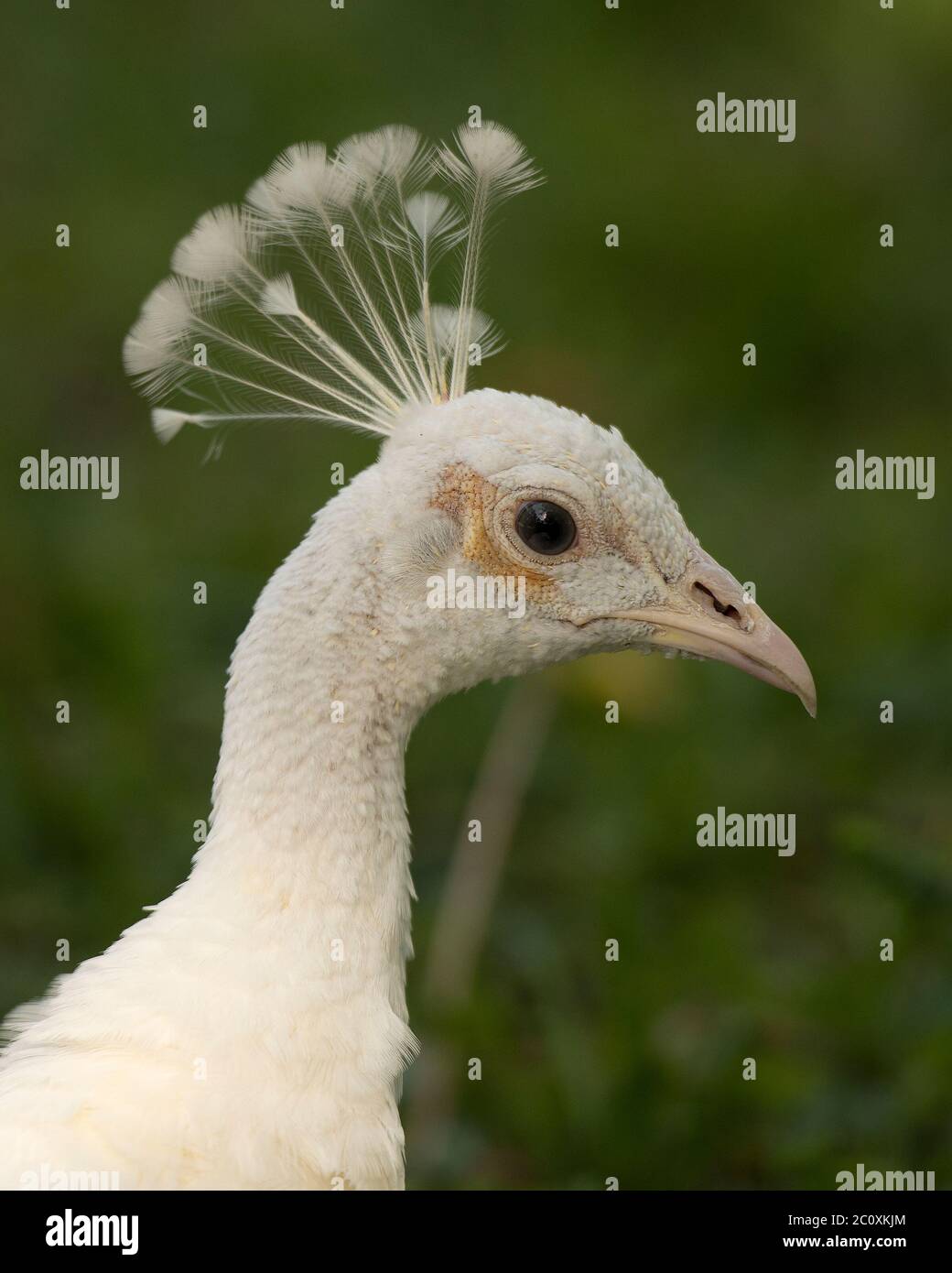 White pheasant bird hi-res stock photography and images - Alamy