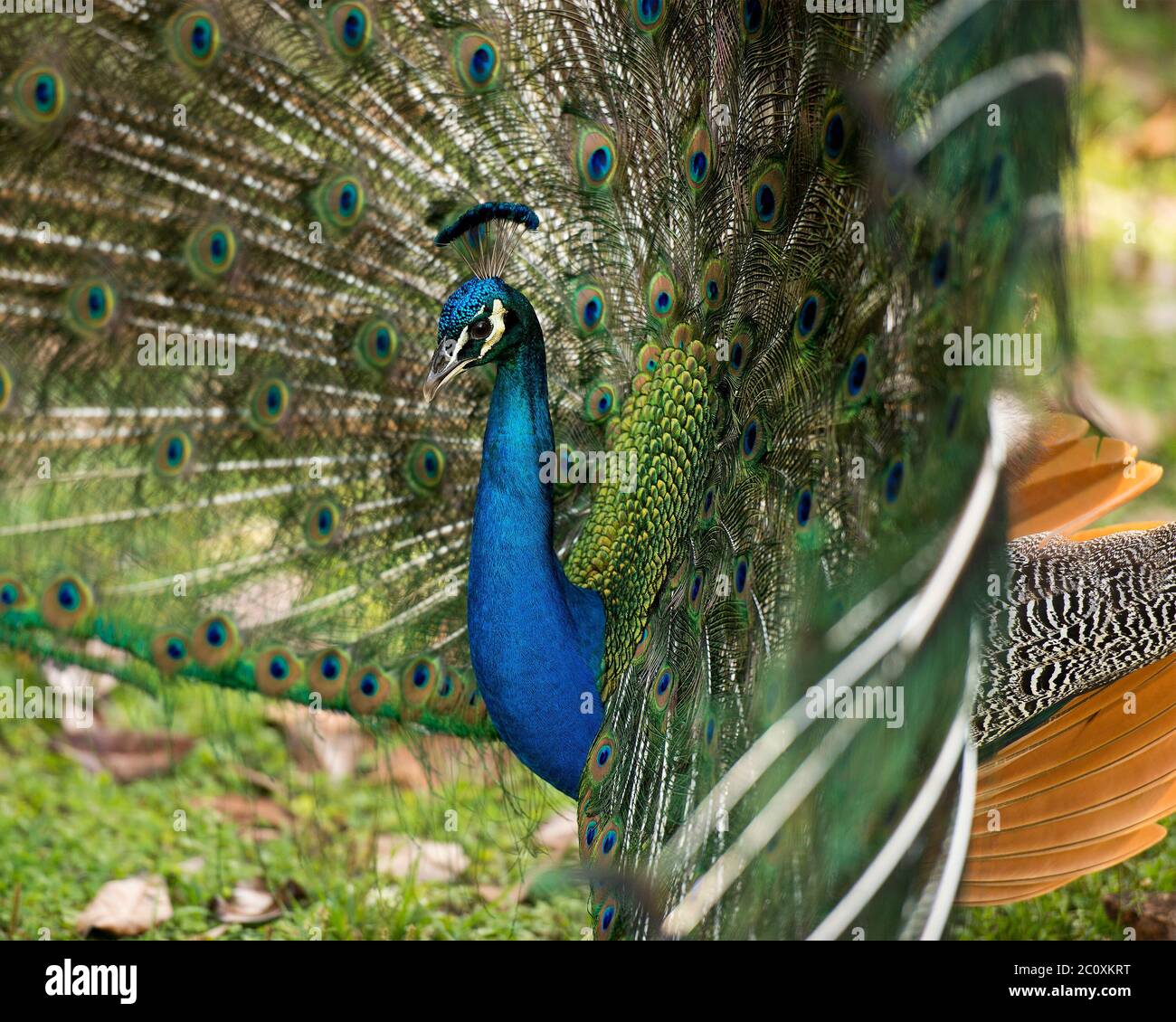 Peacock bird, the beautiful colorful bird. Peacock bird displaying fold ...