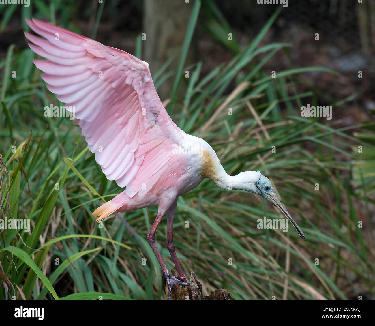 Roseate Spoonbill bird enjoying their surrounding Stock Photo - Alamy