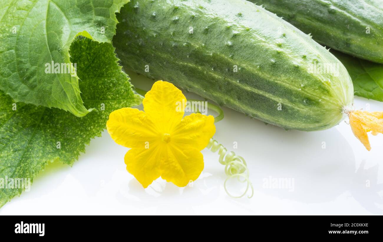 Cuc icon hi-res stock photography and images - Alamy