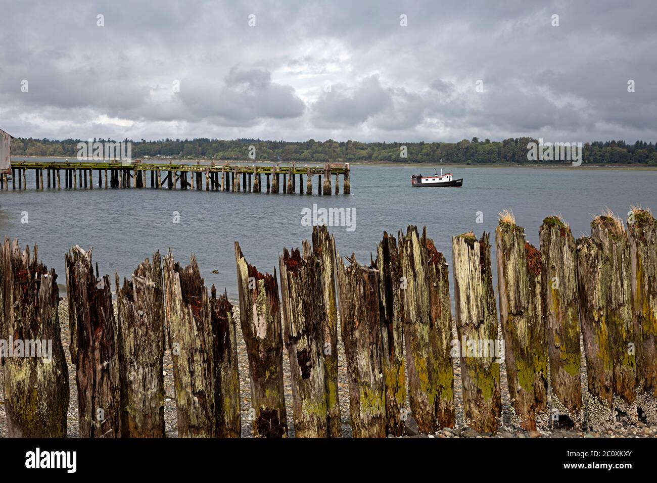 WA16728-00...WASHINGTON - Old line of pylons, part of an old breakwater ...