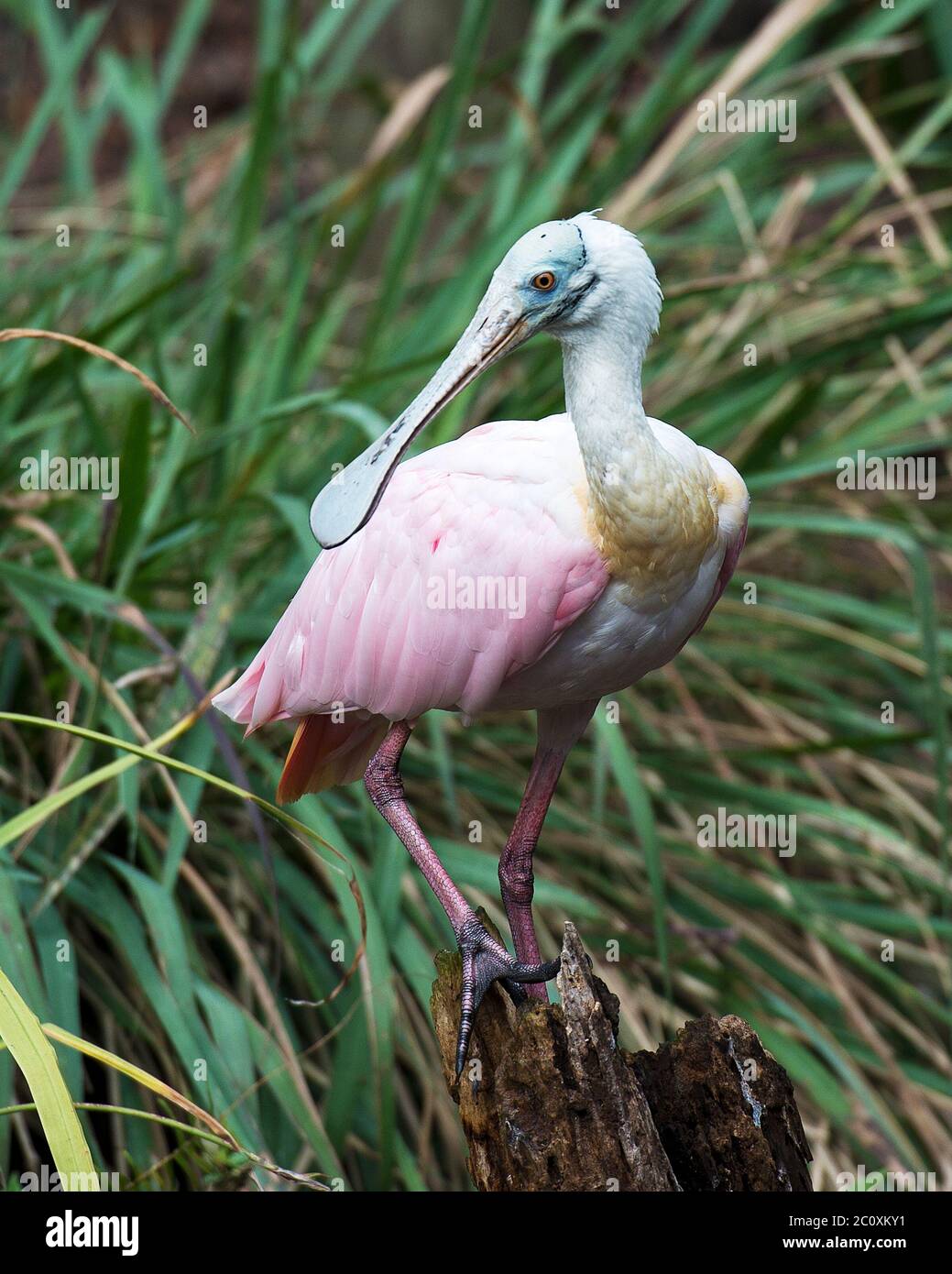 Spoonbill picture hi-res stock photography and images - Alamy