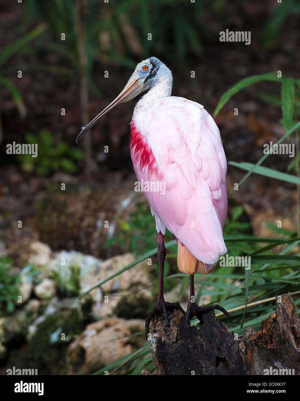 Roseate Spoonbill bird close-up profile view perched on a stump with ...