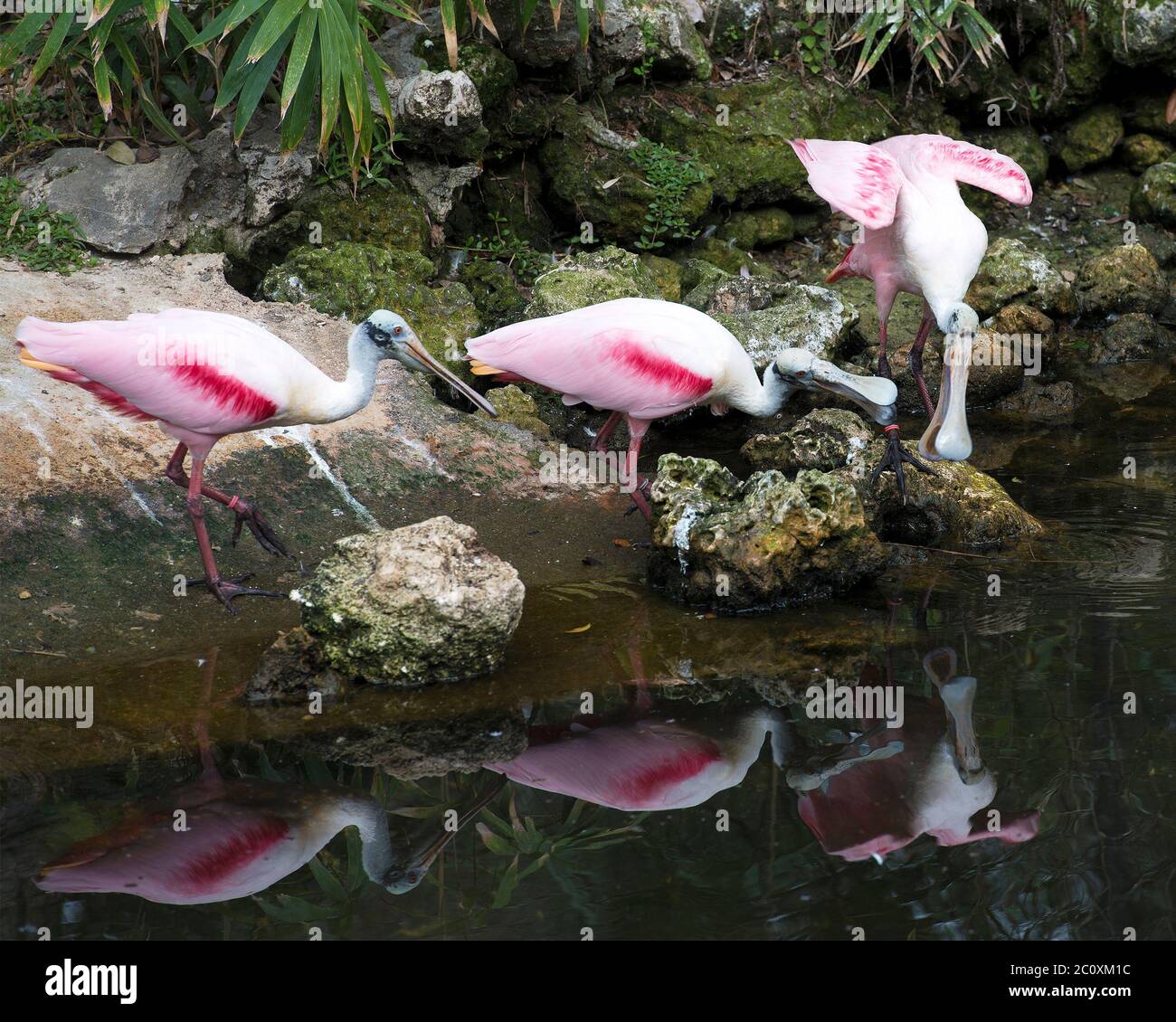 Roseate Spoonbill birds with spread wings standing on a rock by the ...