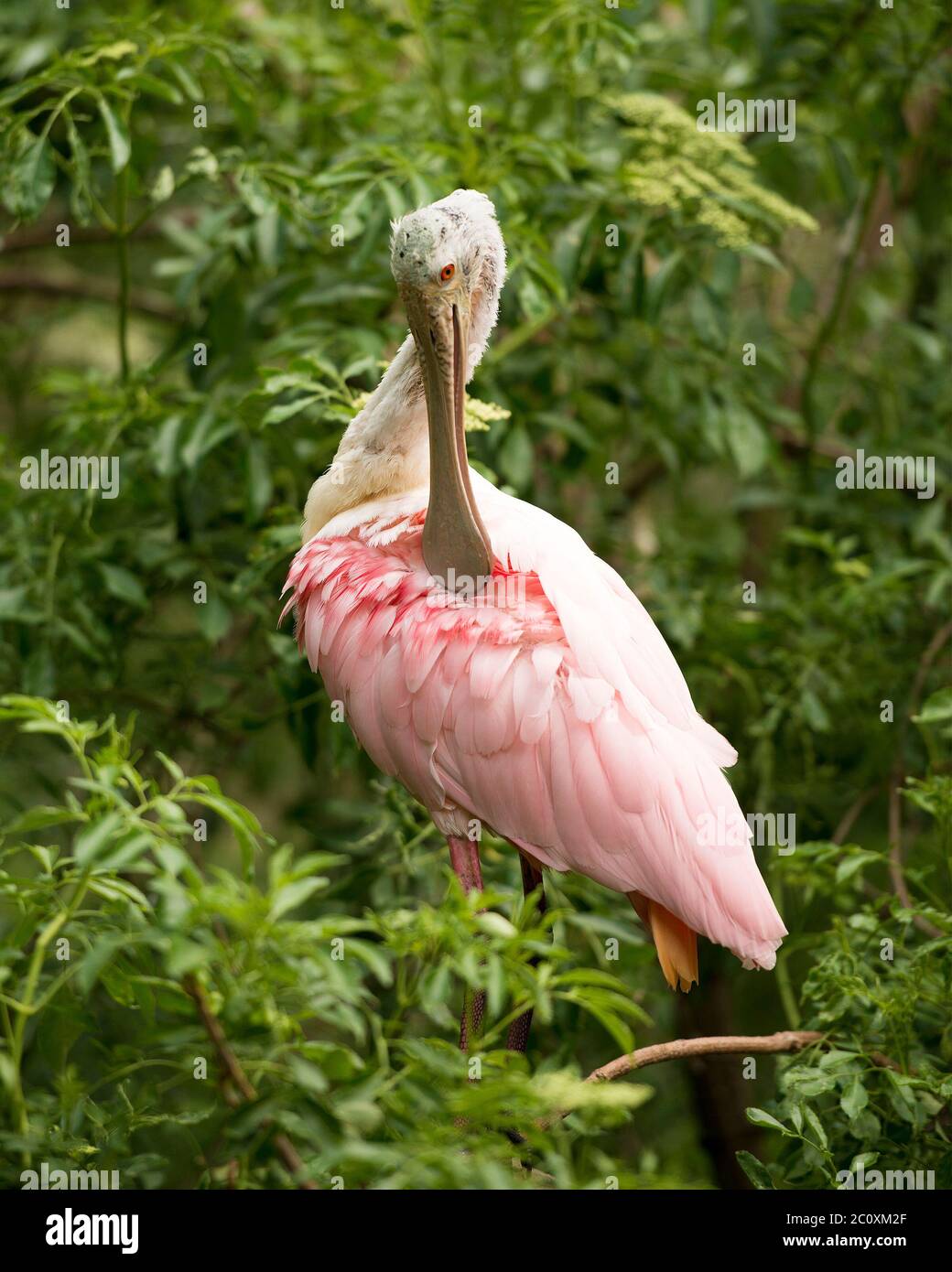 Roseate Spoonbill bird perched on tree branch with a green background ...