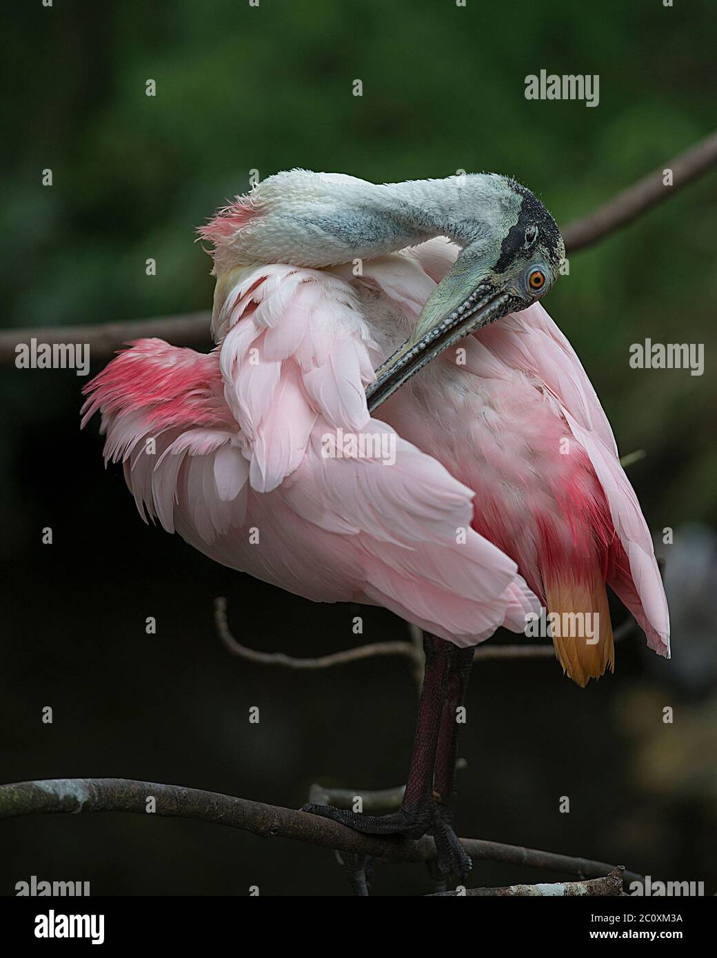 Roseate Spoonbill bird close-up profile view perched on a branch ...