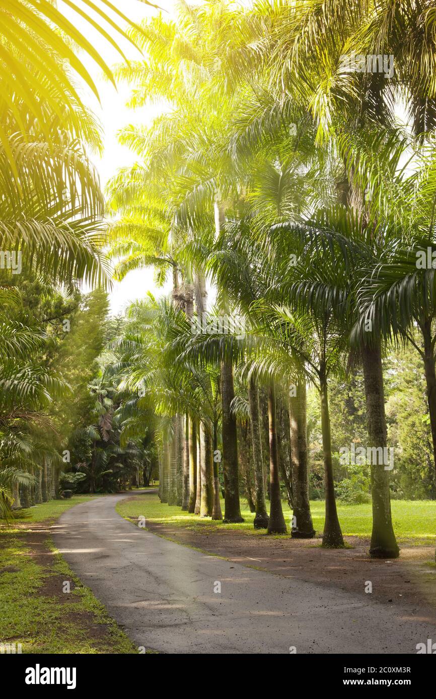 Cuban palm trees (royal palm tree) on Mauritius (Roystonea regia Stock ...