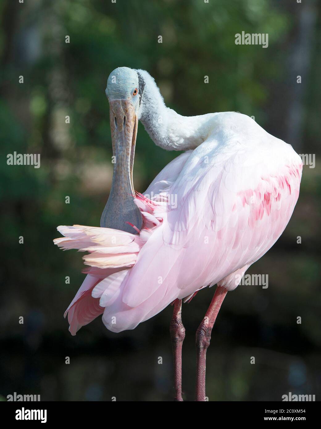 Roseate Spoonbill bird cleaning pink feathers plumage with a blur ...