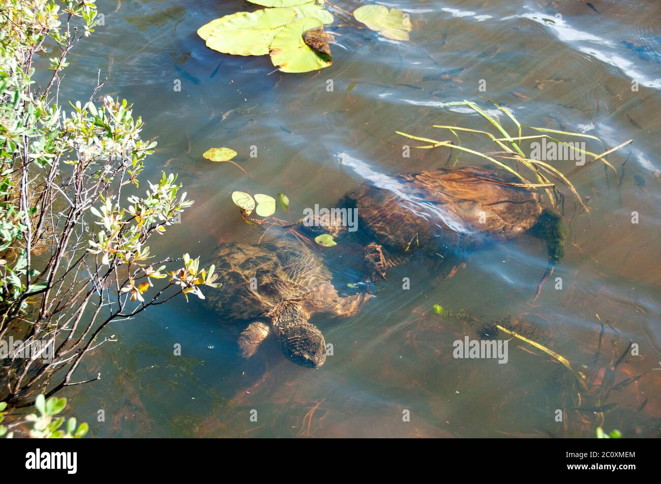 Snapping turtle in its environment Stock Photo - Alamy