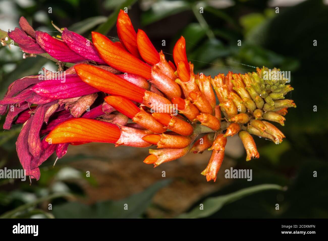Common Coral Tree (Erythrina lysistemon Stock Photo - Alamy