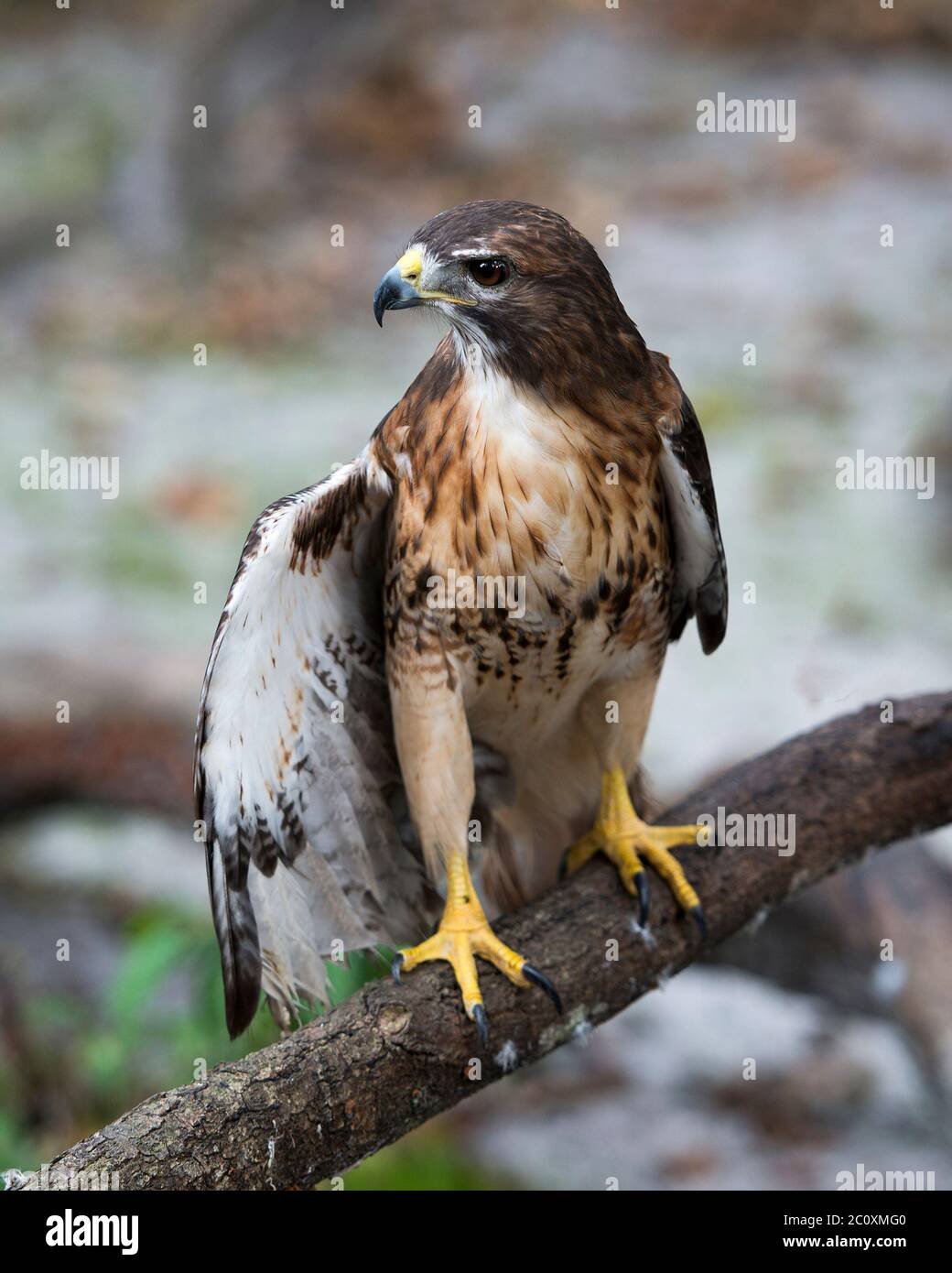 Hawk bird close-up profile view perched on a tree branch displaying ...
