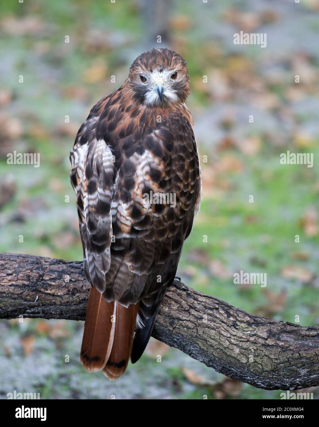 Hawk bird close-up profile view perched on a tree branch displaying ...