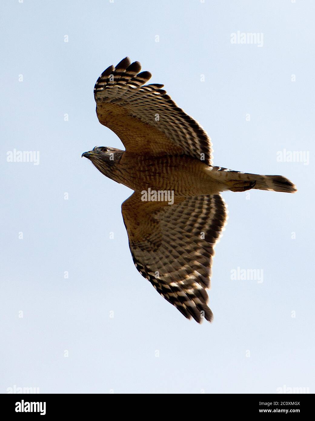 Hawk bird flying with a grey sky displaying its spread wings, brown ...