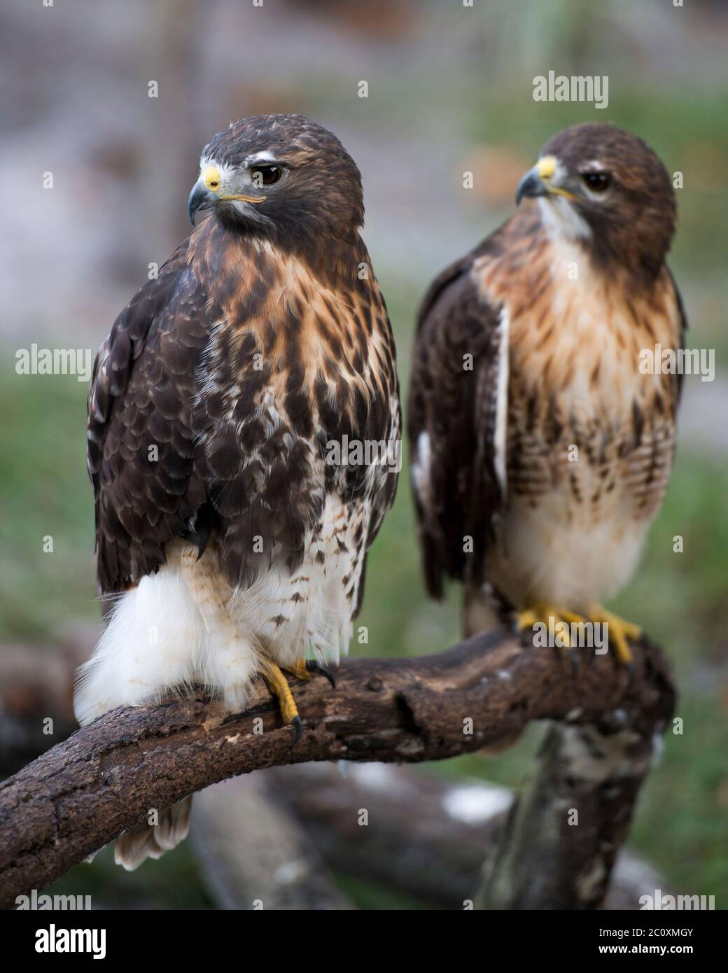 Hawk bird couple perched on a branch looking to the left with a blur ...