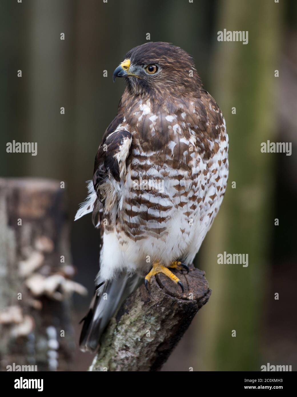 Hawk bird close-up profile view perched on a tree branch displaying ...