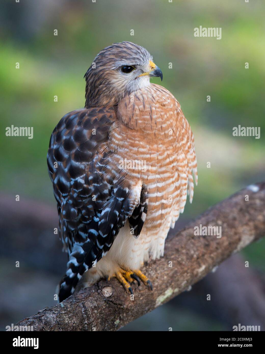 Hawk bird close-up profile view perched on a branch displaying brown ...