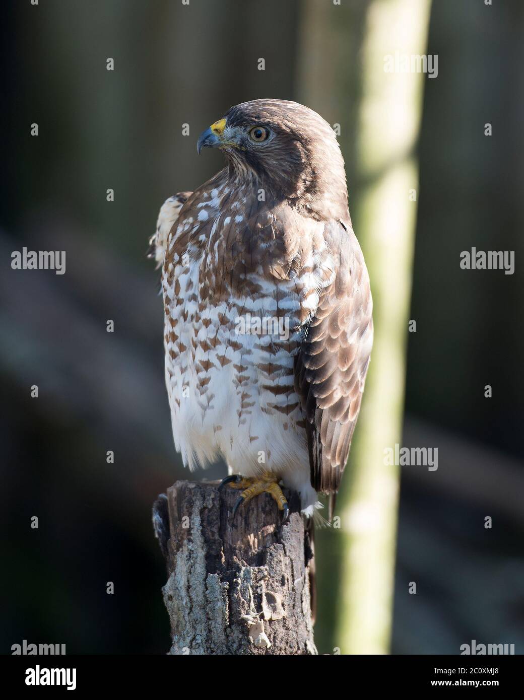 Hawk bird close-up profile view perched on a tree branch displaying ...