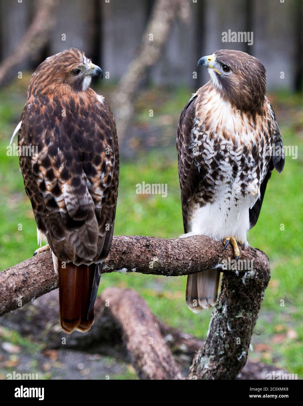 Hawk birds perched displaying brown feathers plumage, heads, eyes ...