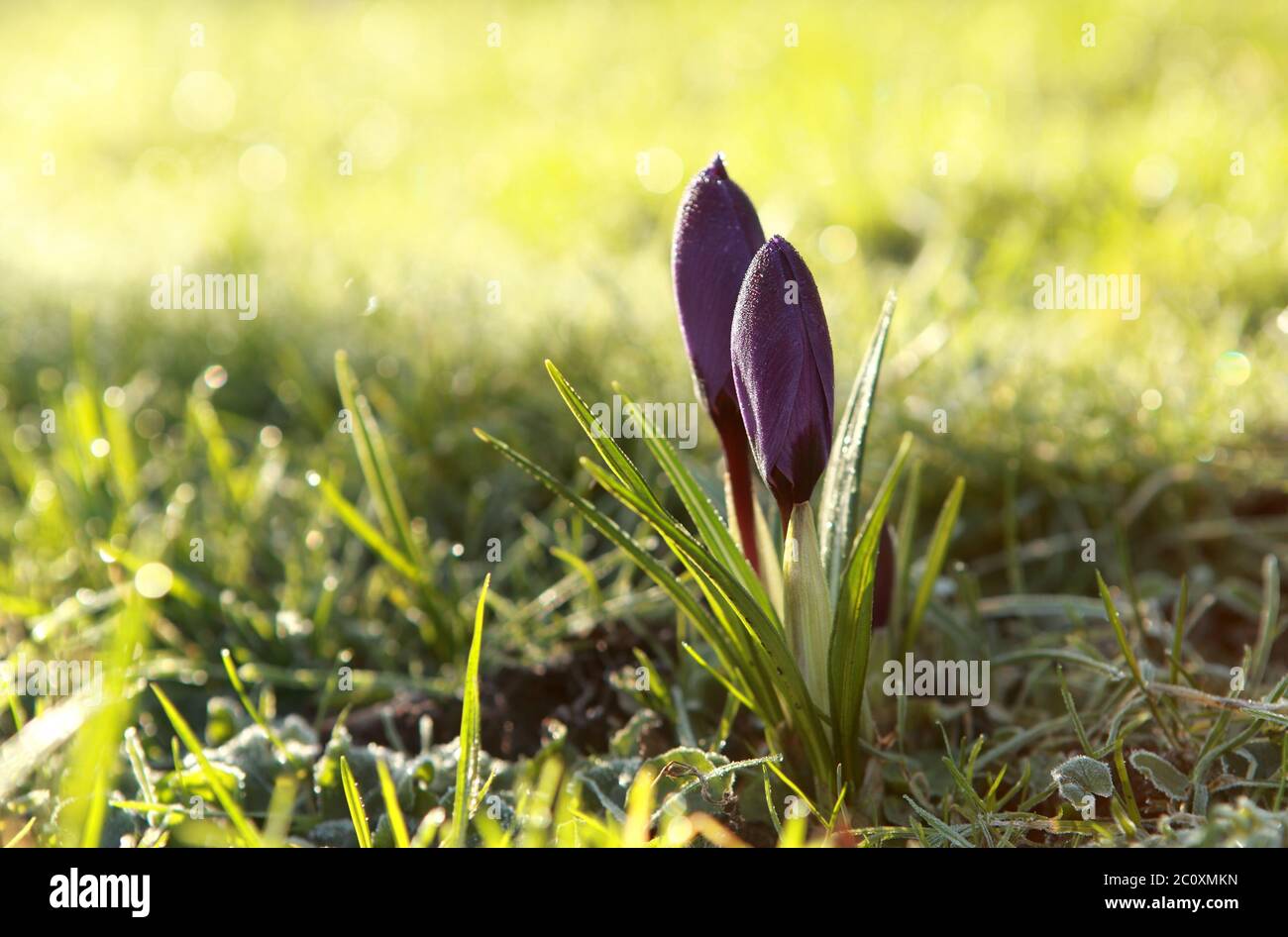 crocus flower in morning sunlight Stock Photo - Alamy