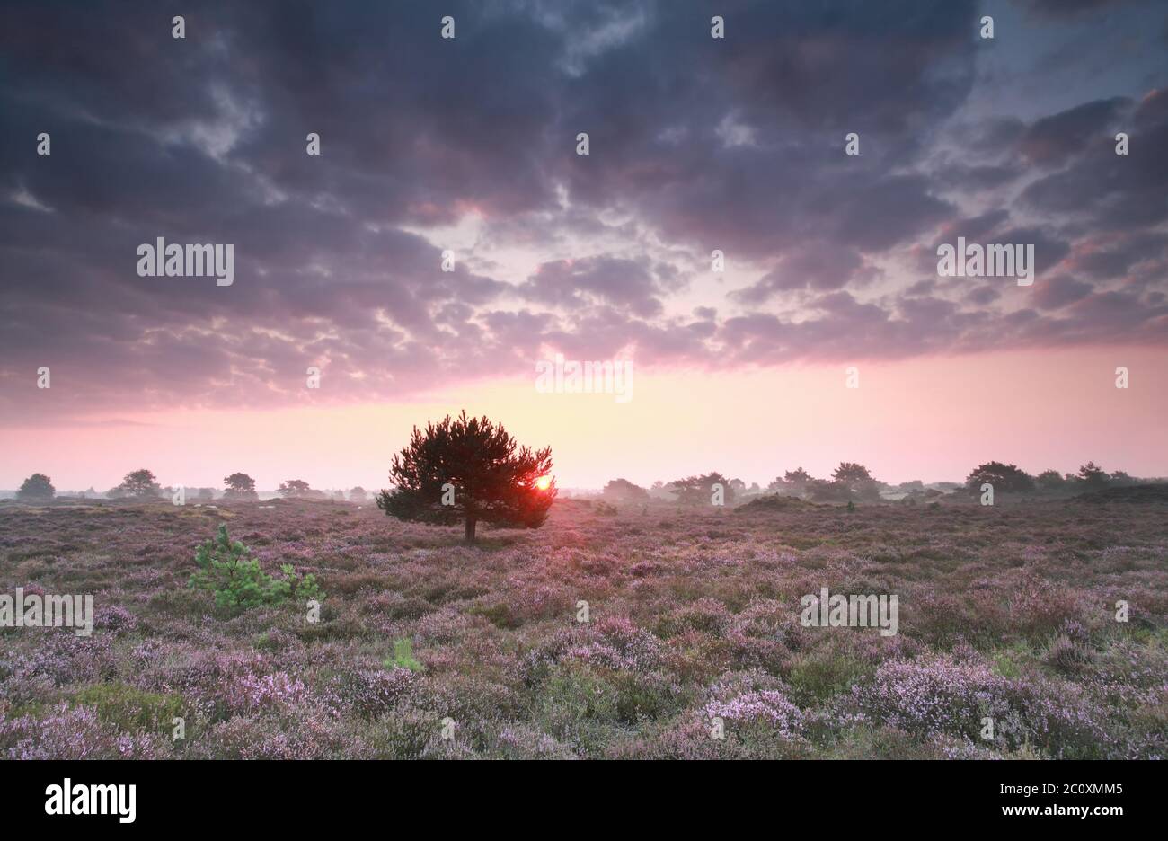 sunrise and flowering purple heather Stock Photo - Alamy
