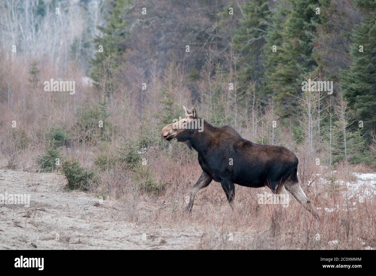 Moose graceful animal hi-res stock photography and images - Alamy