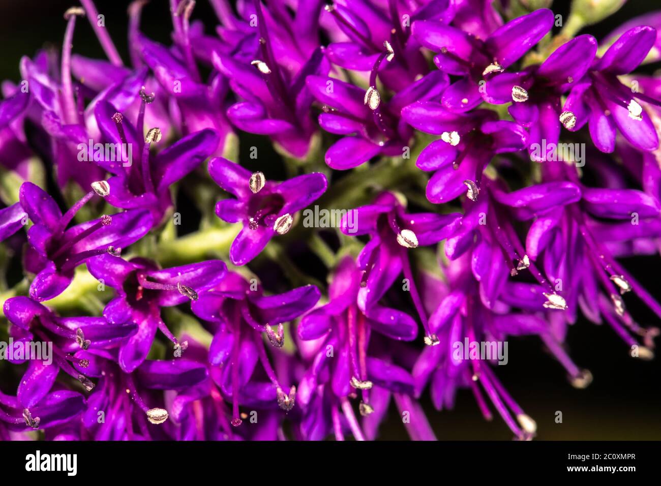 Shrubby veronica hi-res stock photography and images - Alamy