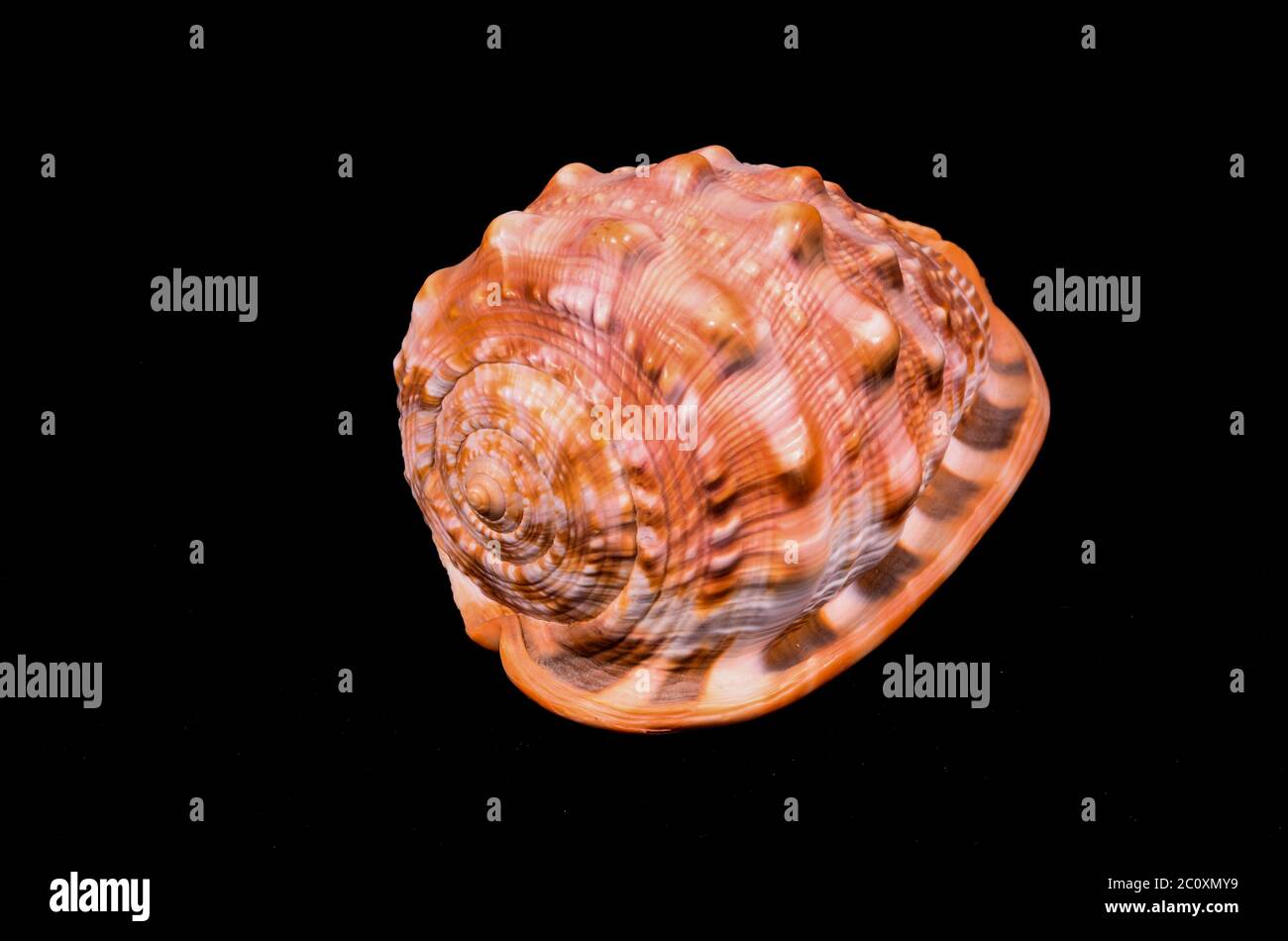 Orange Conch Sea Shell Stock Photo - Alamy