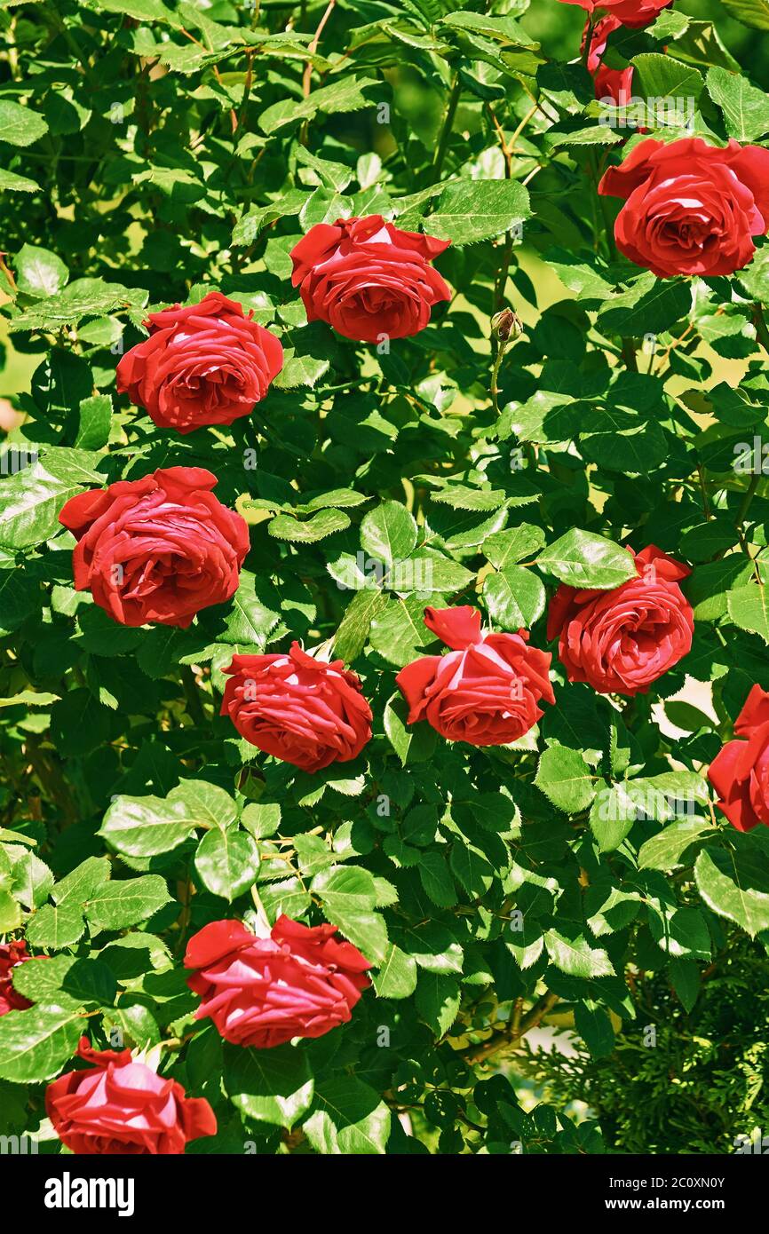 Red bush rose hi-res stock photography and images - Alamy