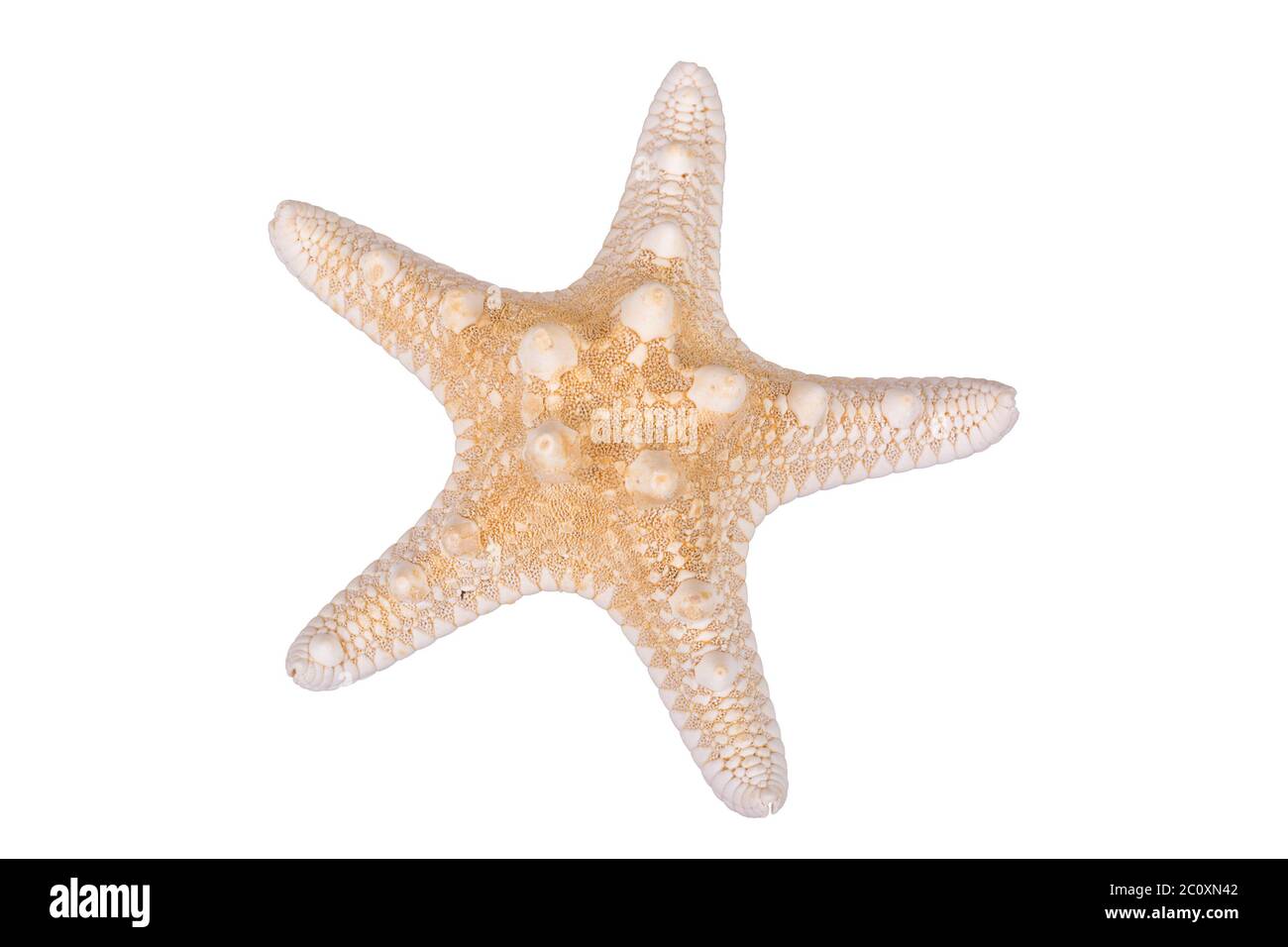 Light brown starfish on a white background Stock Photo - Alamy