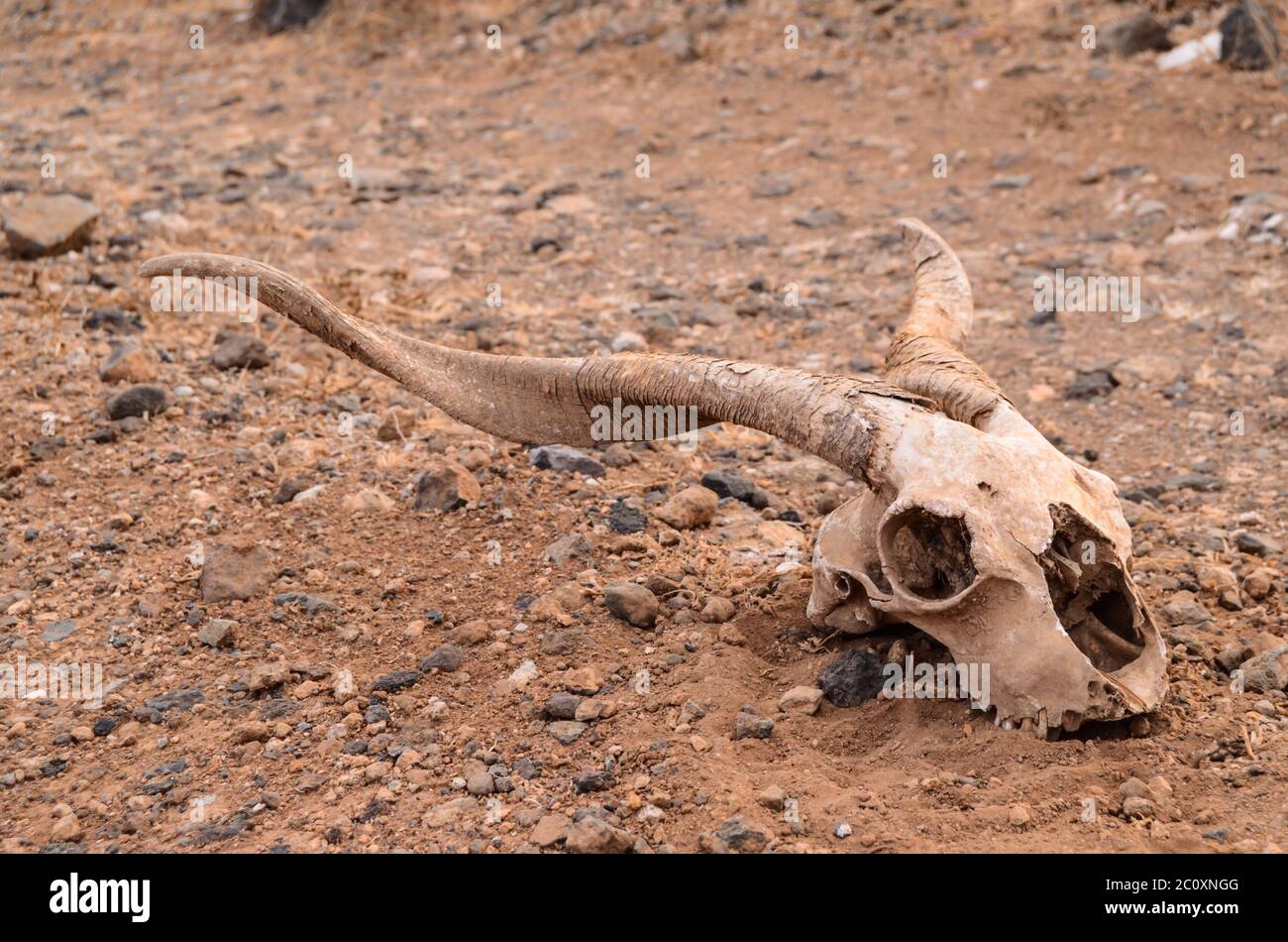 Dry Goat Skull Stock Photo - Alamy