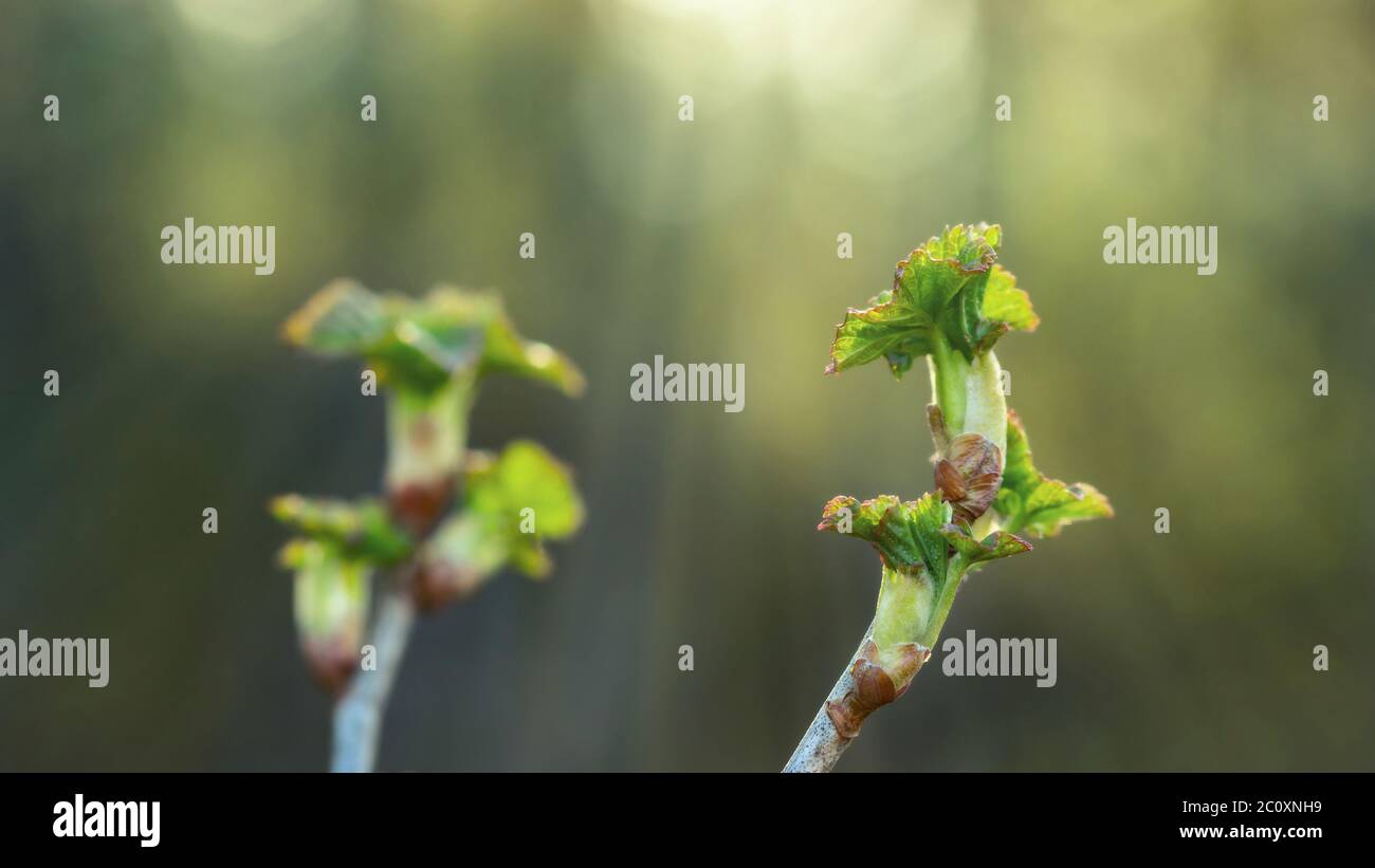 Beginning of a new life, blooming buds and leaves on a bush of currant ...