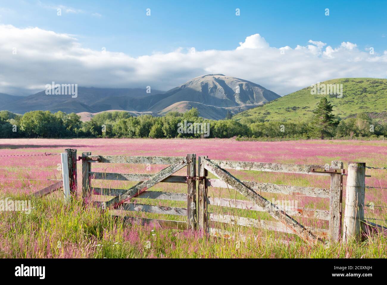 pasture in summer sunny day in New Zealand Stock Photo - Alamy