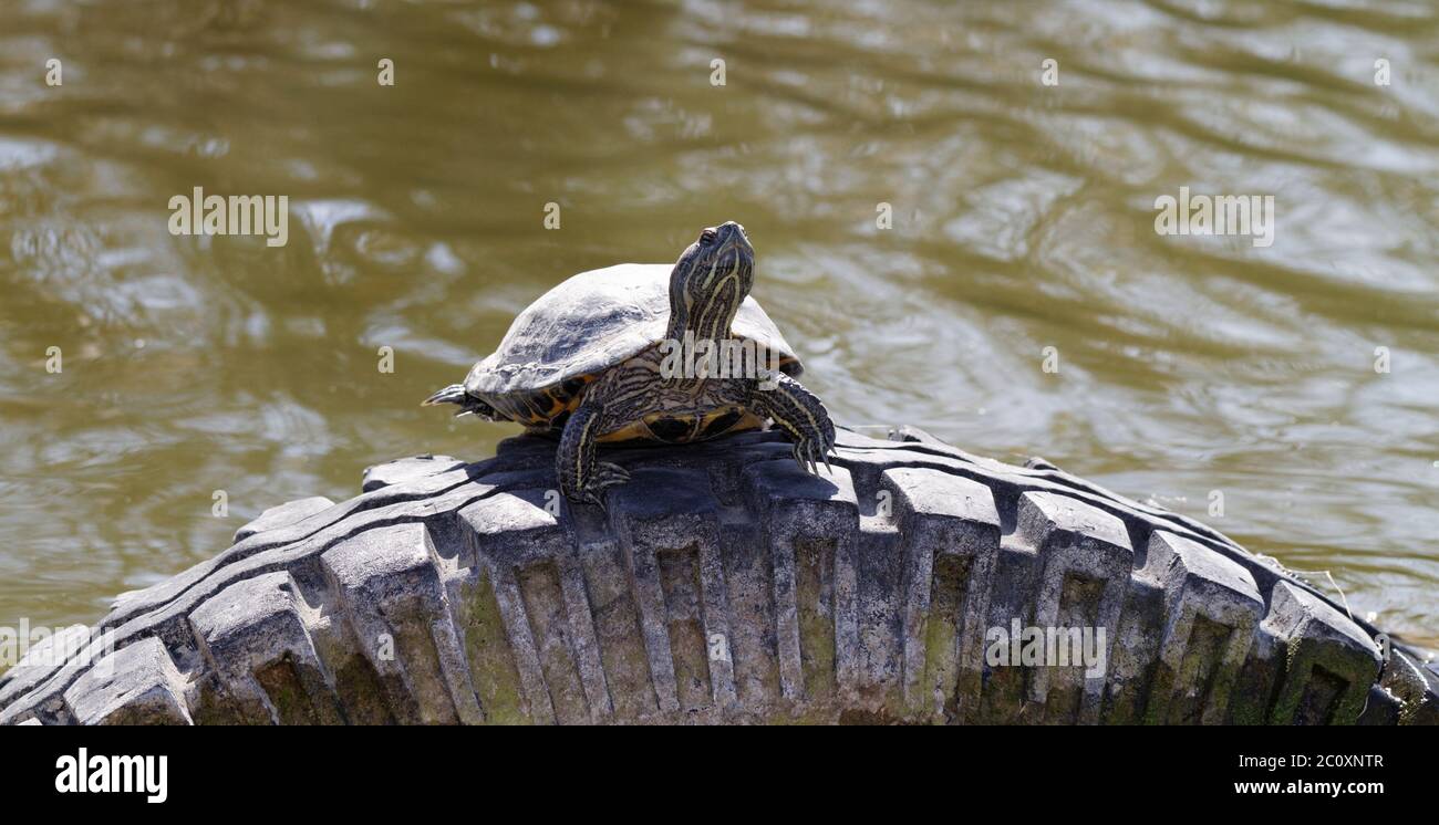 Cute tires hi-res stock photography and images - Alamy