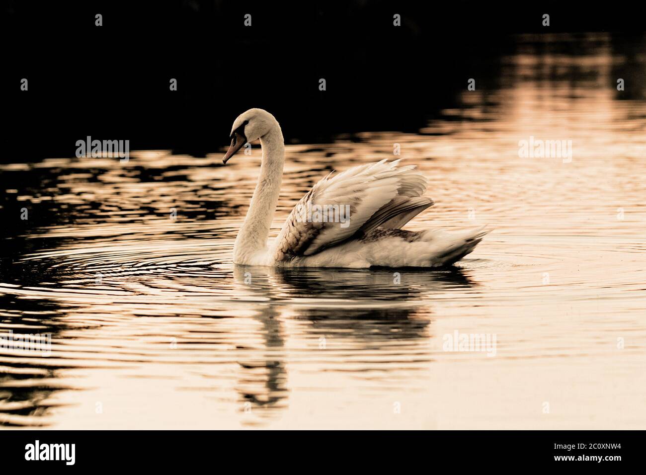 Yellow swan hi-res stock photography and images - Alamy