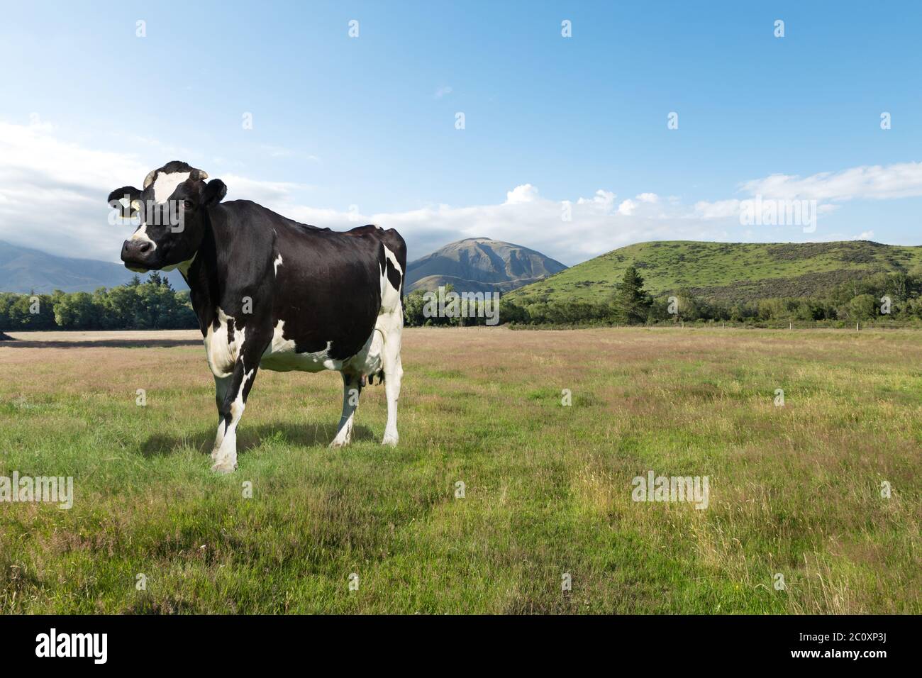 Cow farming new zealand hi-res stock photography and images - Alamy