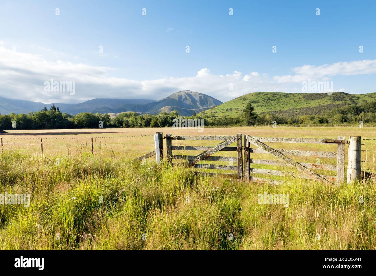 pasture in summer sunny day in New Zealand Stock Photo - Alamy