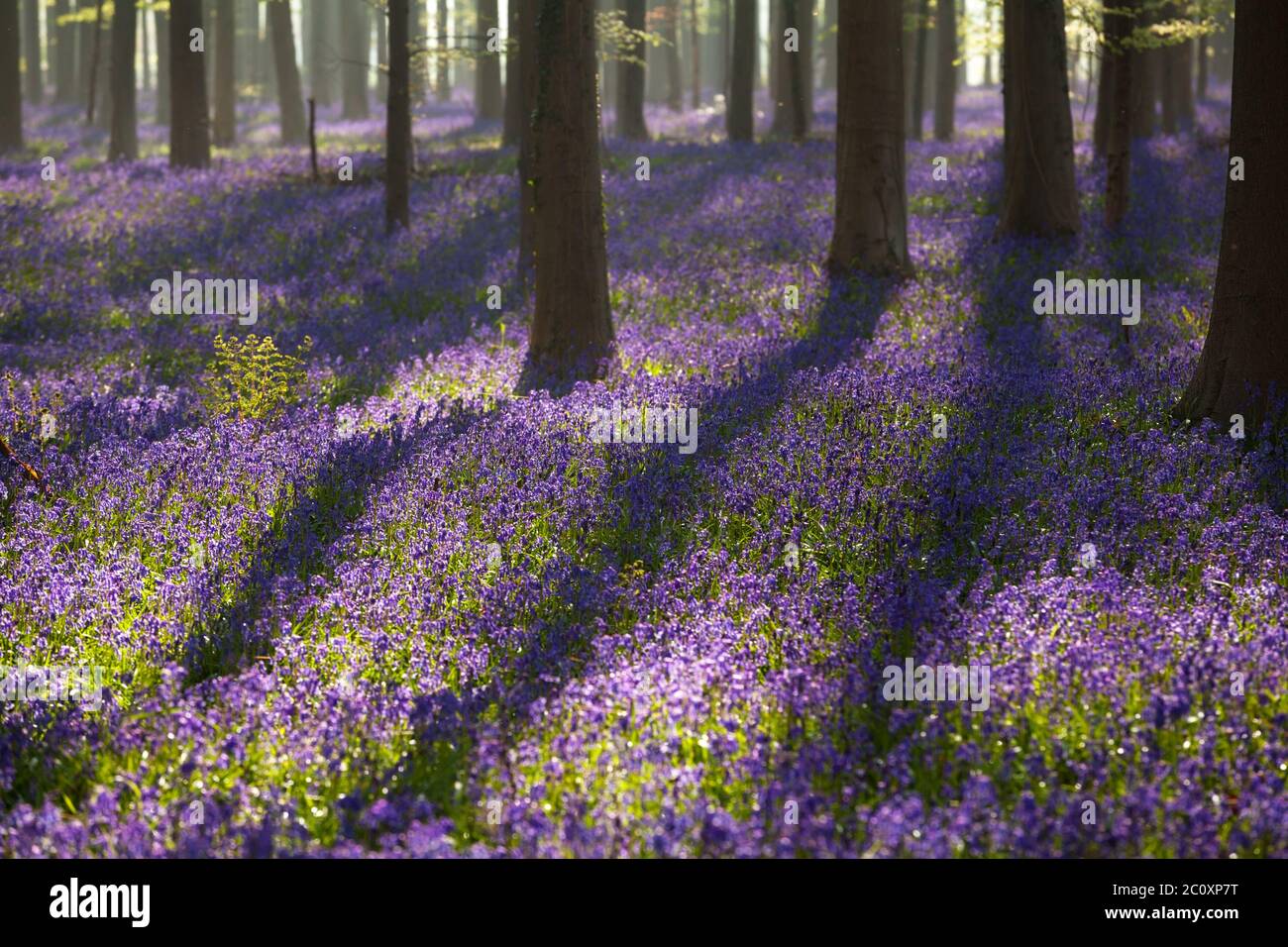 Bluebells flowering in spring hi-res stock photography and images - Alamy