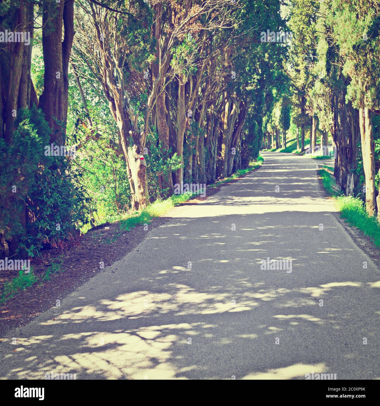 Tunnel forest highway tree road hi-res stock photography and images - Alamy