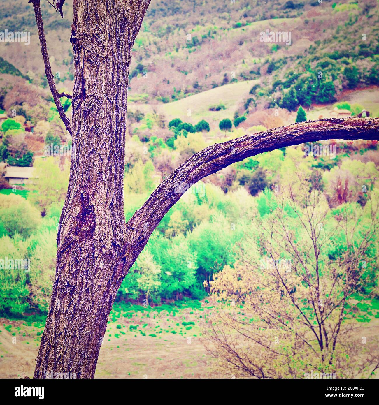 Square trunk tree hi-res stock photography and images - Alamy