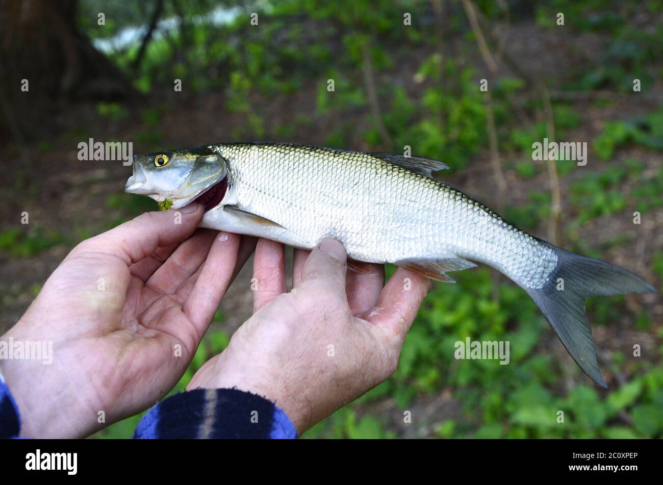 Hand fish hi-res stock photography and images - Alamy