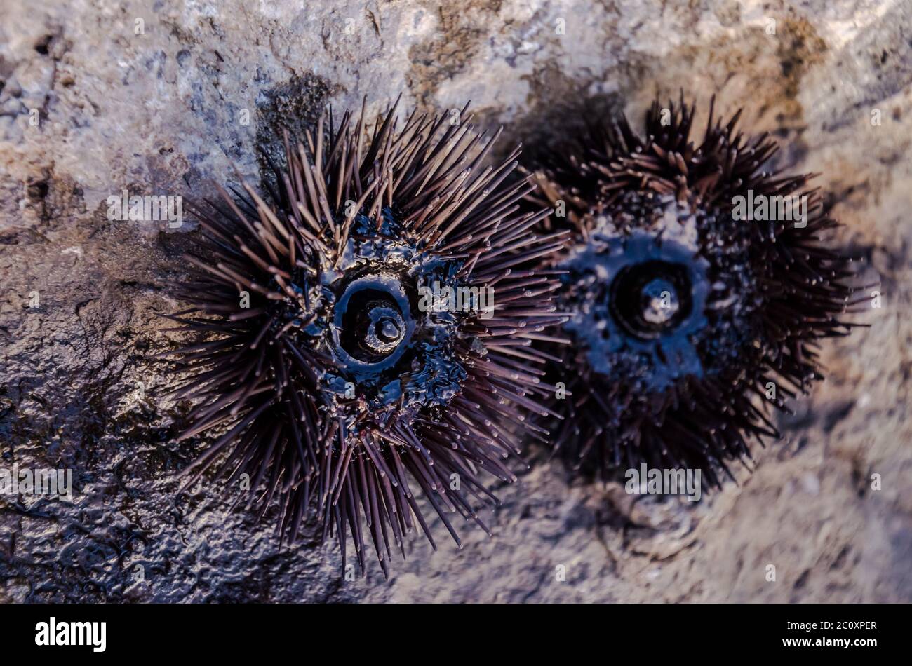 Sea urchin spines fish hi-res stock photography and images - Alamy